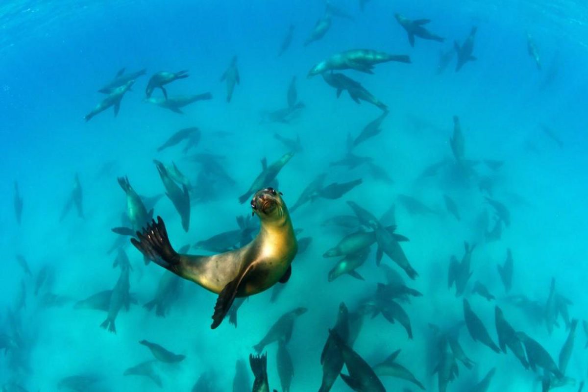 “FRANS LANTING AWARD” FOR PHOTOGRAPHY ESTABLISHED - Frans Lanting