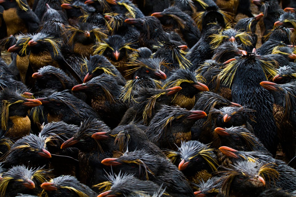 TOP 25 IMAGES CHOSEN FOR THE FIRST “FRANS LANTING AWARD” FOR ...